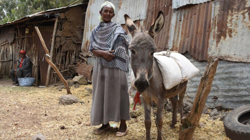 Working Animals and Climate Change – in Disaster Preparation and Relief ...